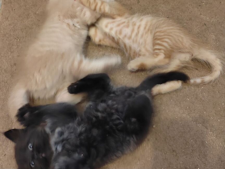 Котята в добрые руки