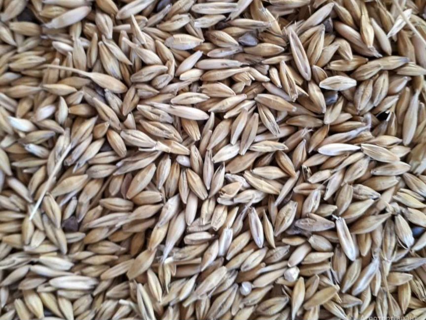 Ячмень фуражный от 30 тонн