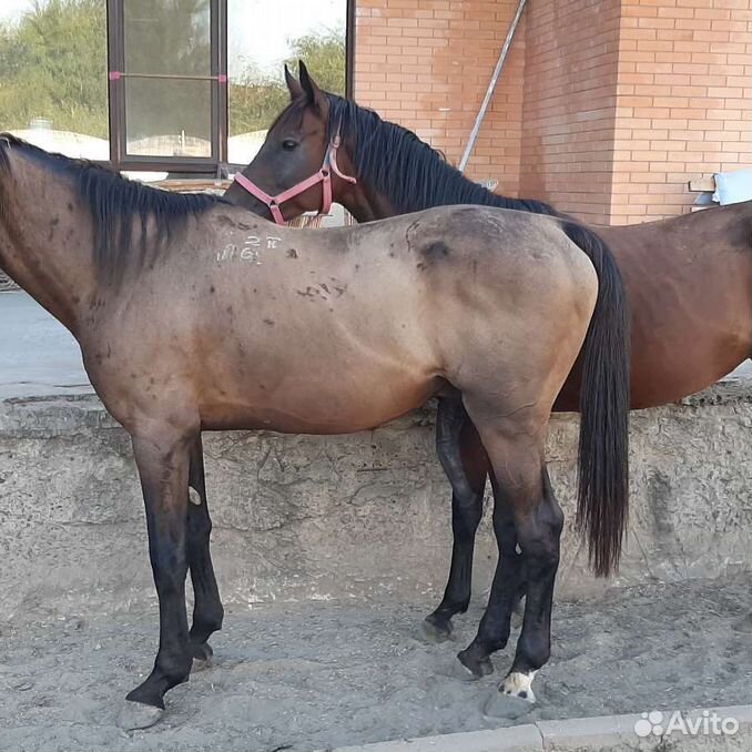 Лошади Буденовской породы