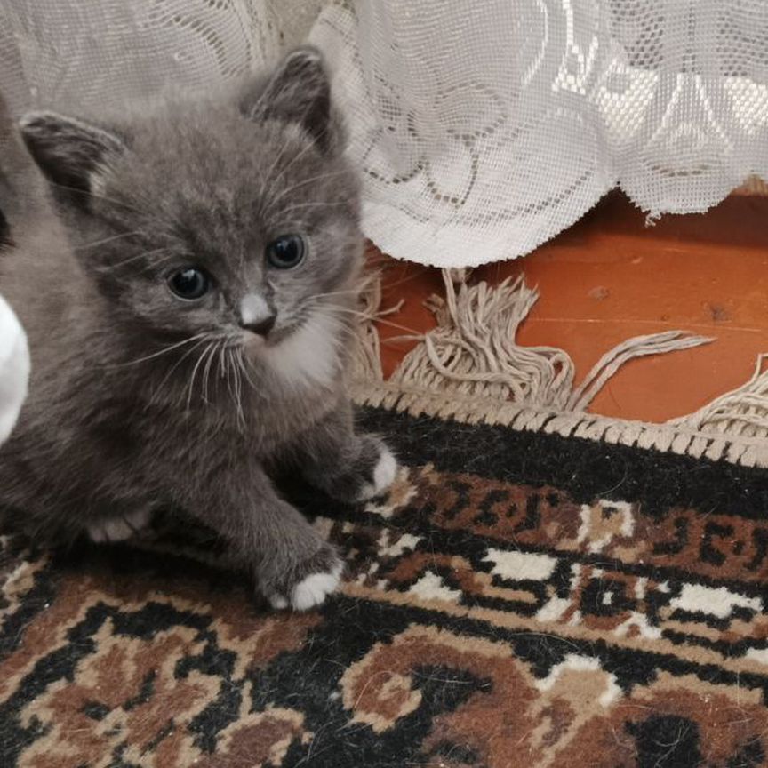 Котёнок от частного владельца