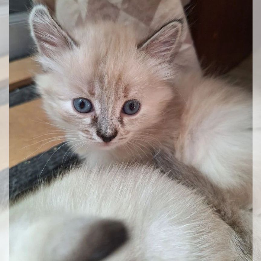 Сибирский котёнок