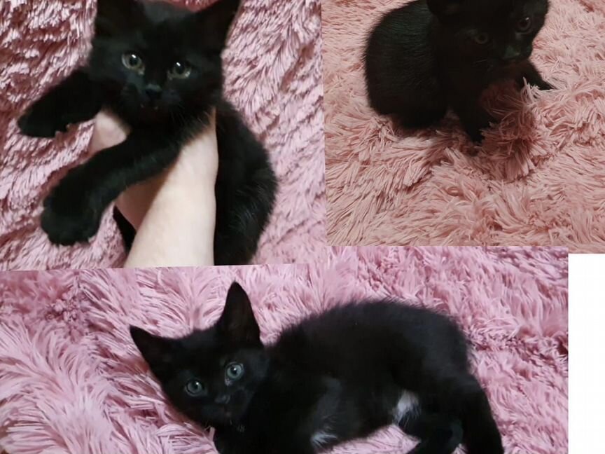 Котята в добрые руки бесплатно