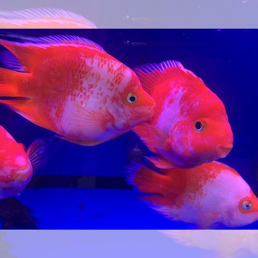 Красно-белый попугай