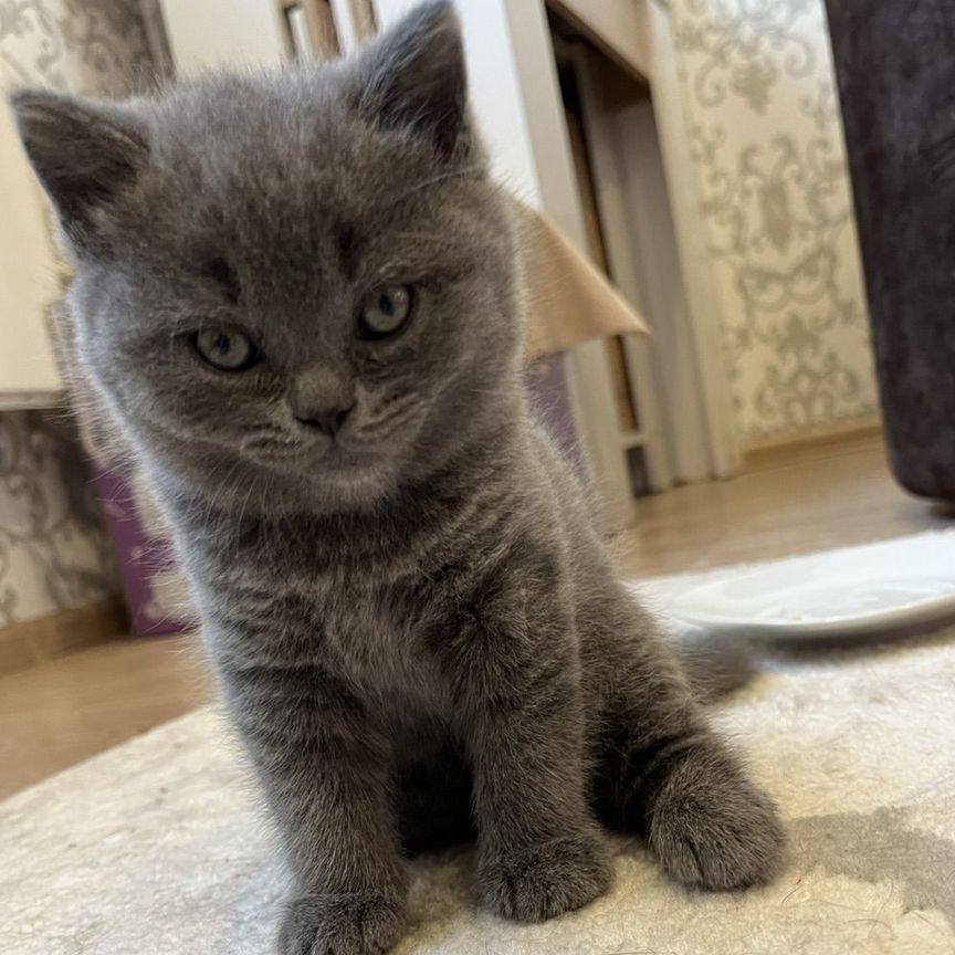 Британские котята