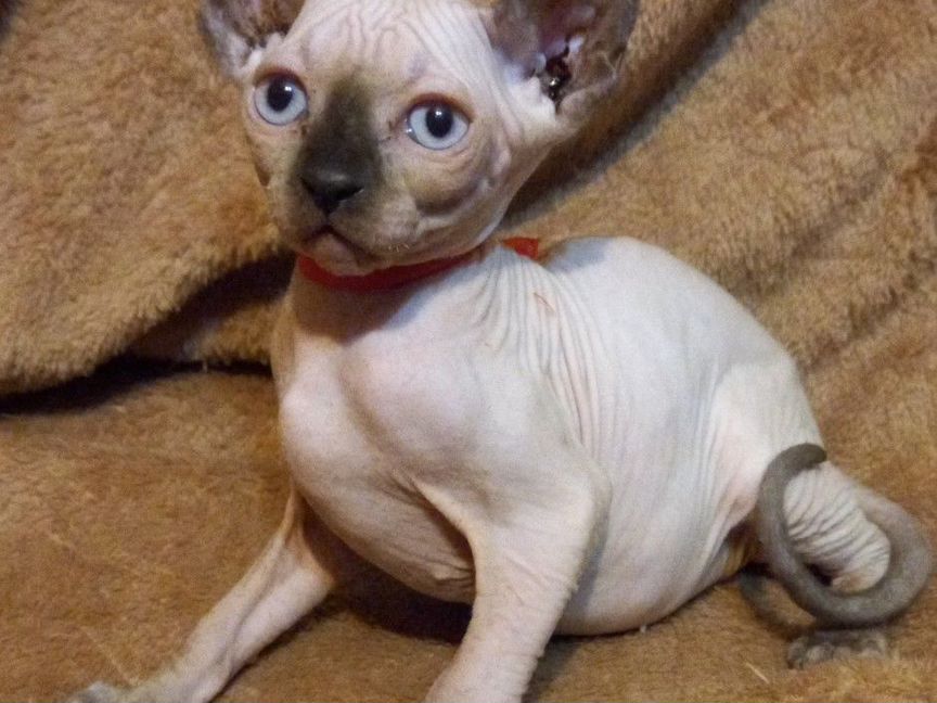 Канадский сфинкс котенок эльф