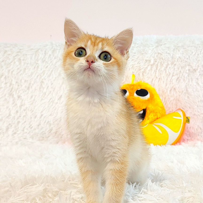 Котята британской золотой шиншиллы