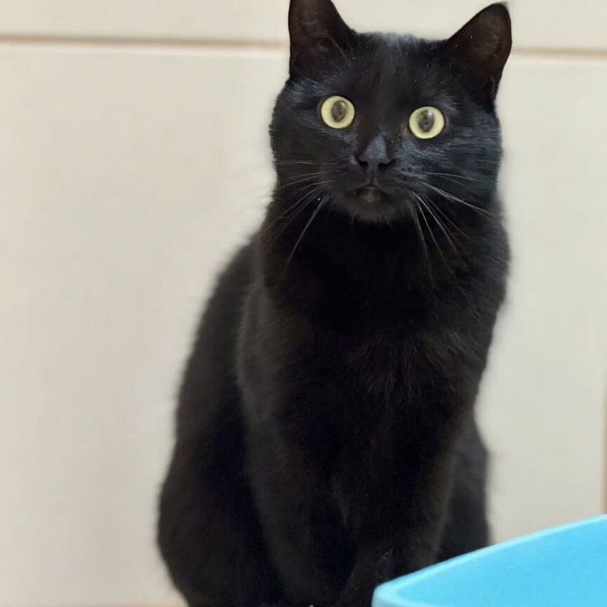 Котик Юваль в самые добрые руки