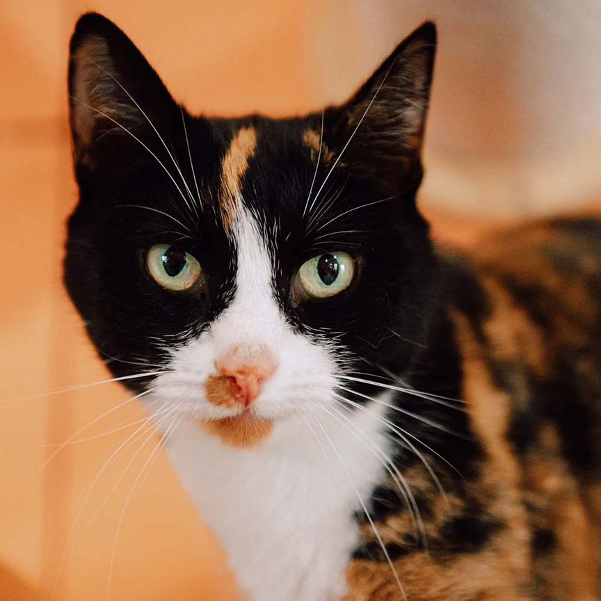 Взрослая кошка из приюта