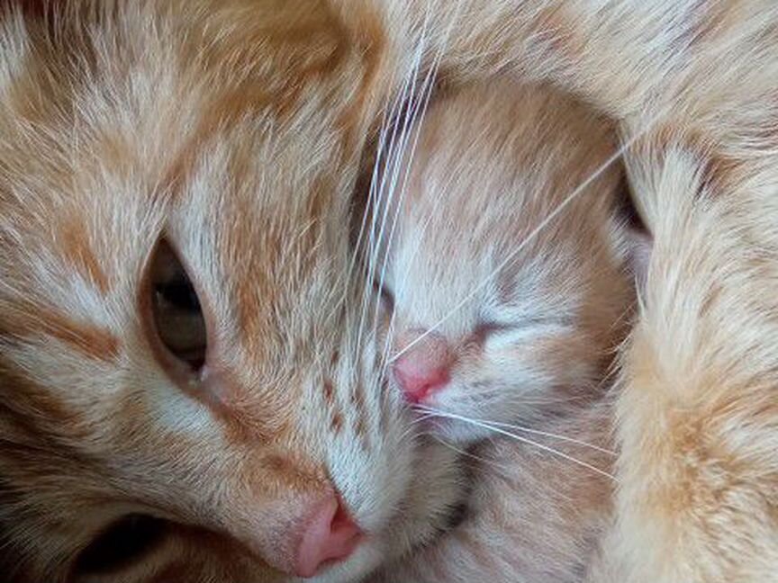 Рыжая кошка с котёнком