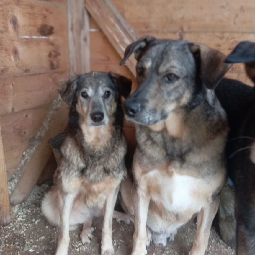 Настёна и Тайсон ищют любящую семью