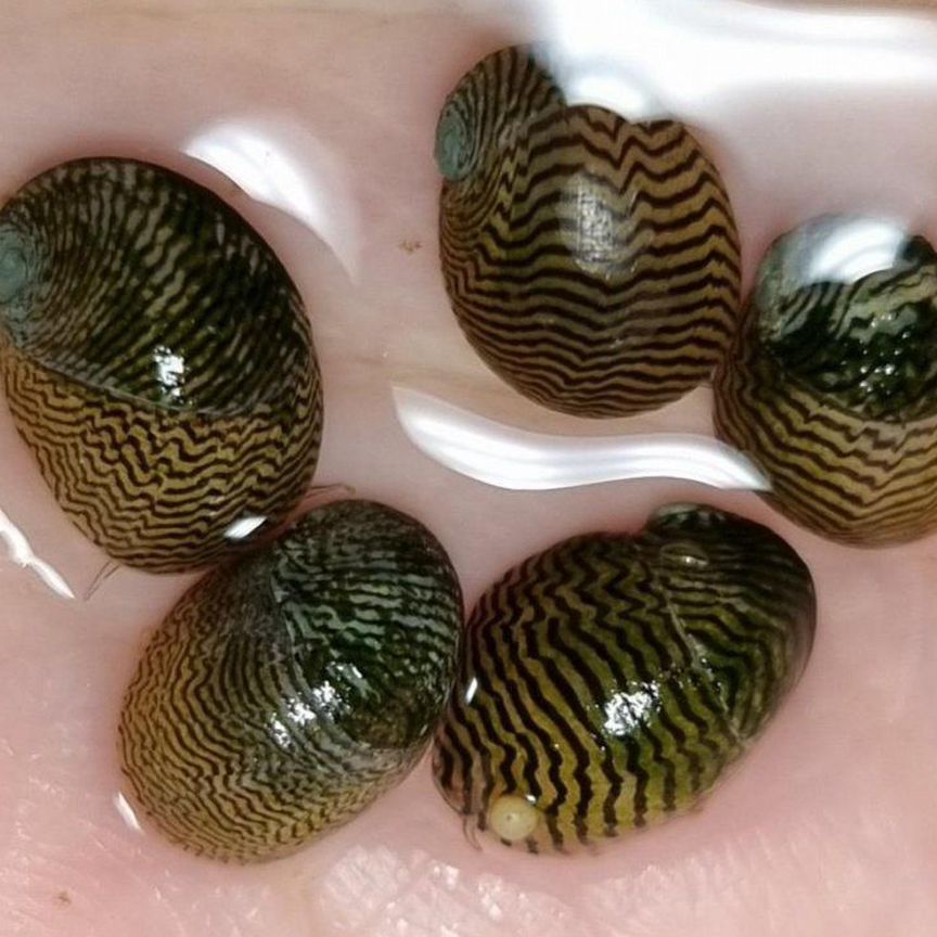 Теодоксус улитка