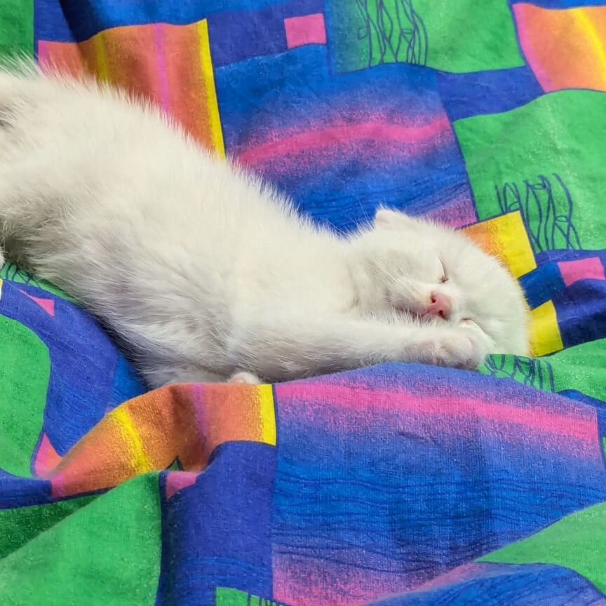 Белый котенок