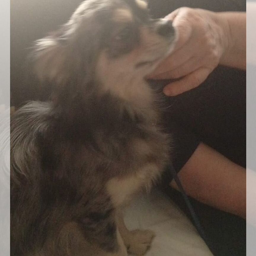 Чихуахуа, щенок