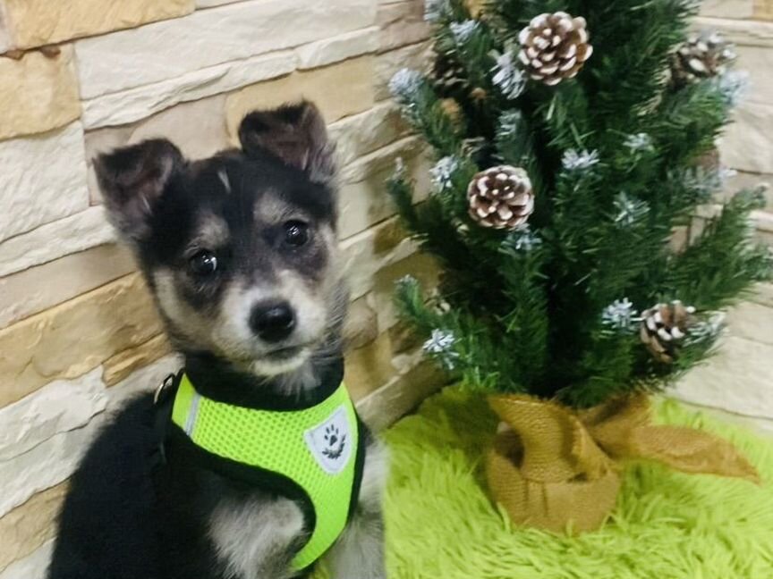 Щенок в добрые руки бесплатно