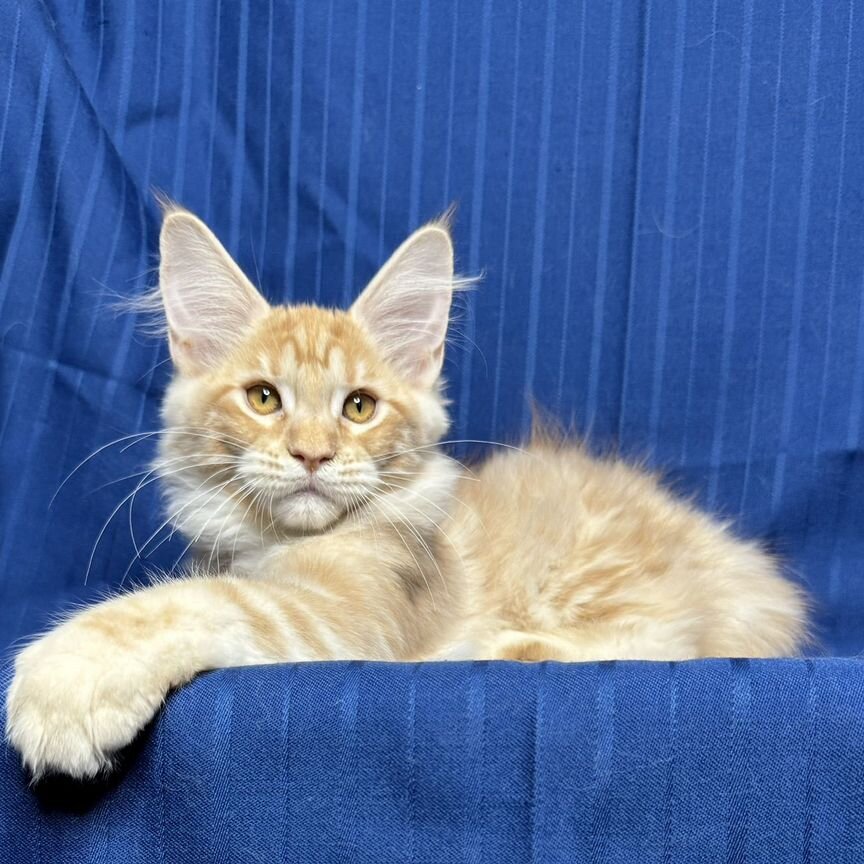 Мейн-кун девочка