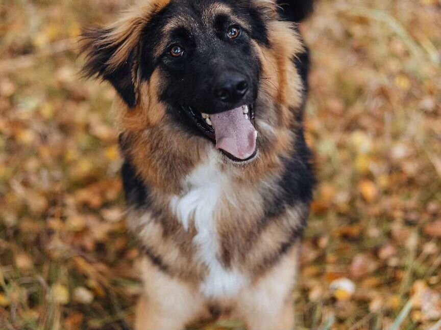 Собака в добрые руки