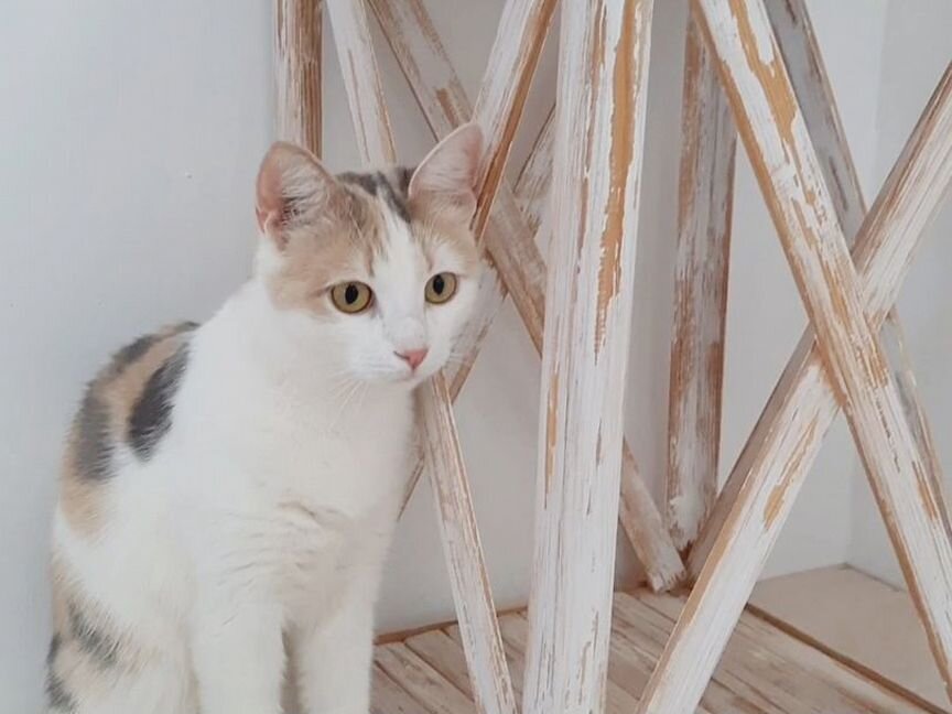 Кошки в добрые руки бесплатно