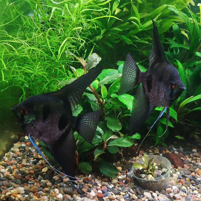 Аквариумные рыбки.Скалярии,рабочая пара.Бронь