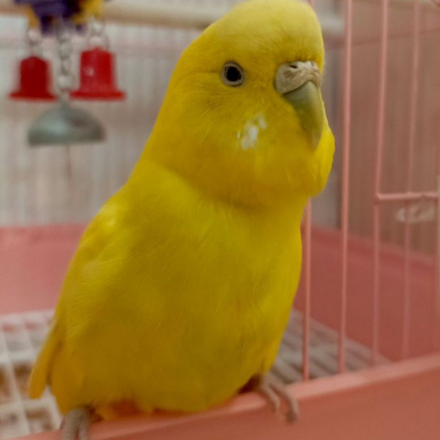 Волнистый попугай