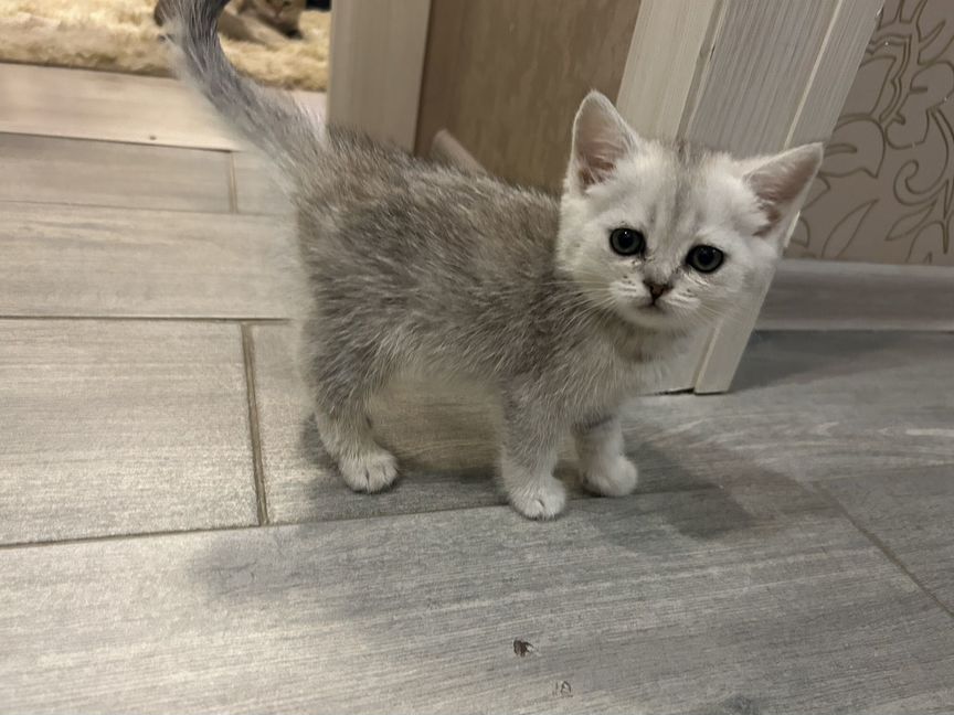 Шотландские котята шиншилла