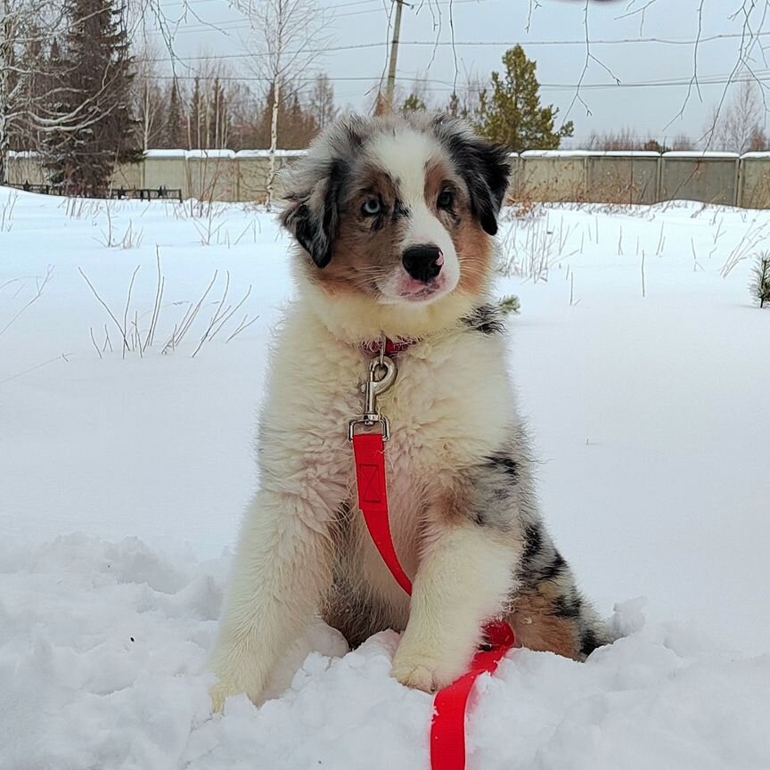 Мраморная девочка аусси