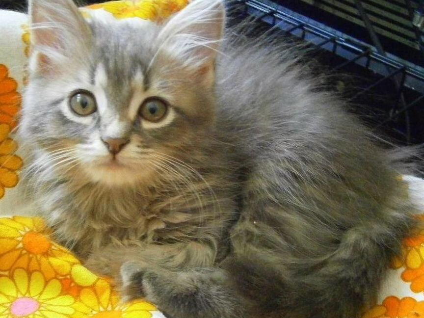 Пушистый котенок девочка