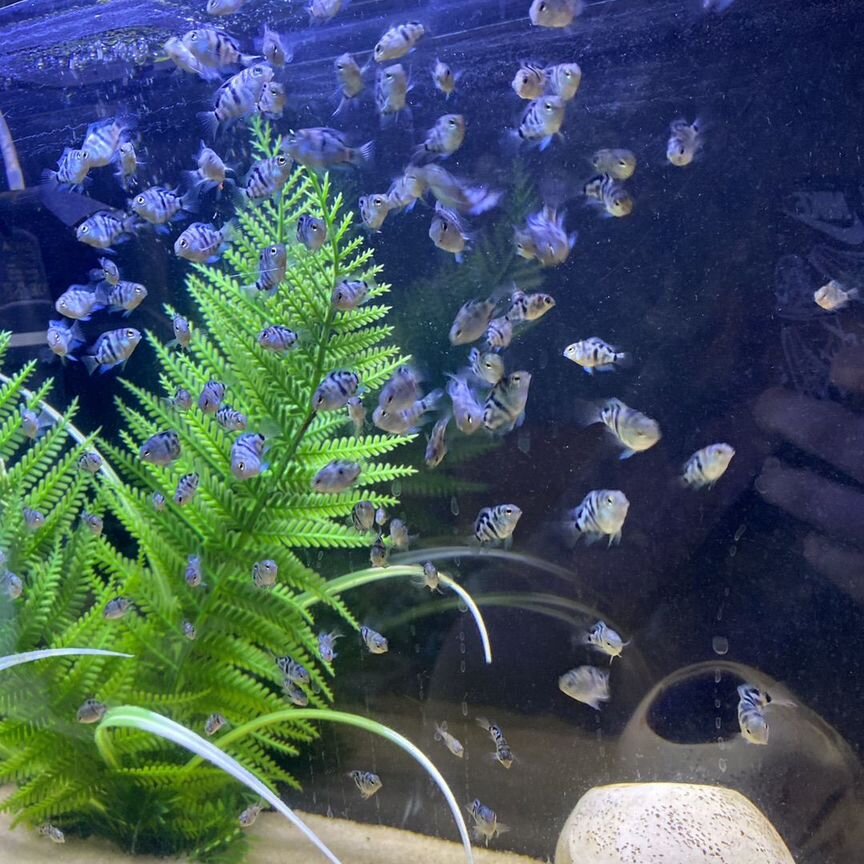 Рыбка сапфировый попугай