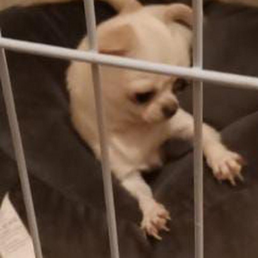 Чихуахуа мини