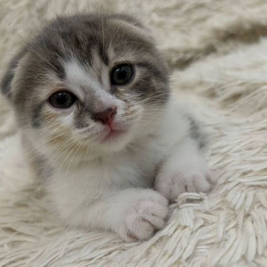 Шотландский вислоухий котенок