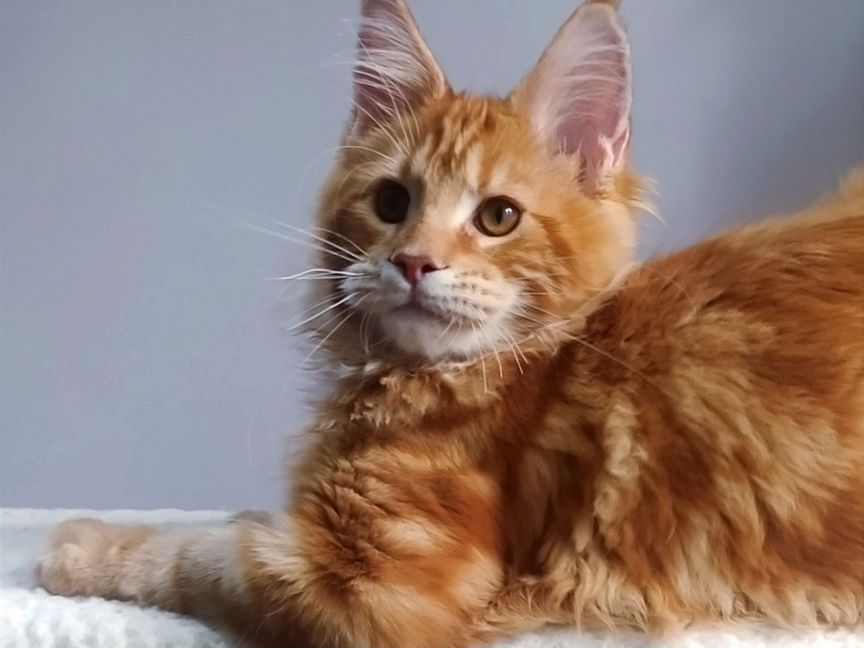 Котик мейн-кун, 4 месяца