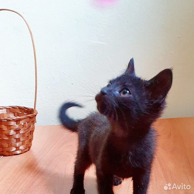 Черненький котенок счастье в дом в дар ищет дом