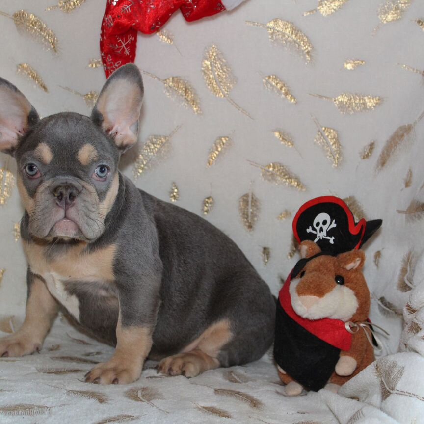 Французская нежная принцесса на Рождество