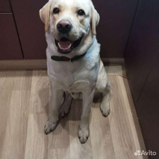 Лабрадор ретривер