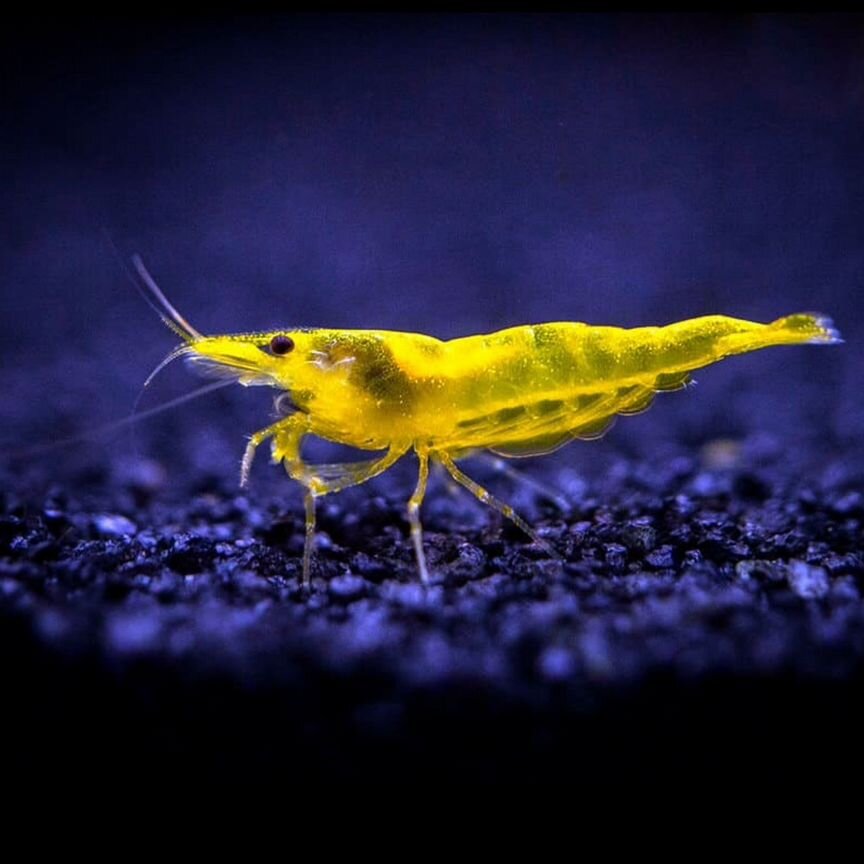 Креветка желтый огонь - Neocaridina sp