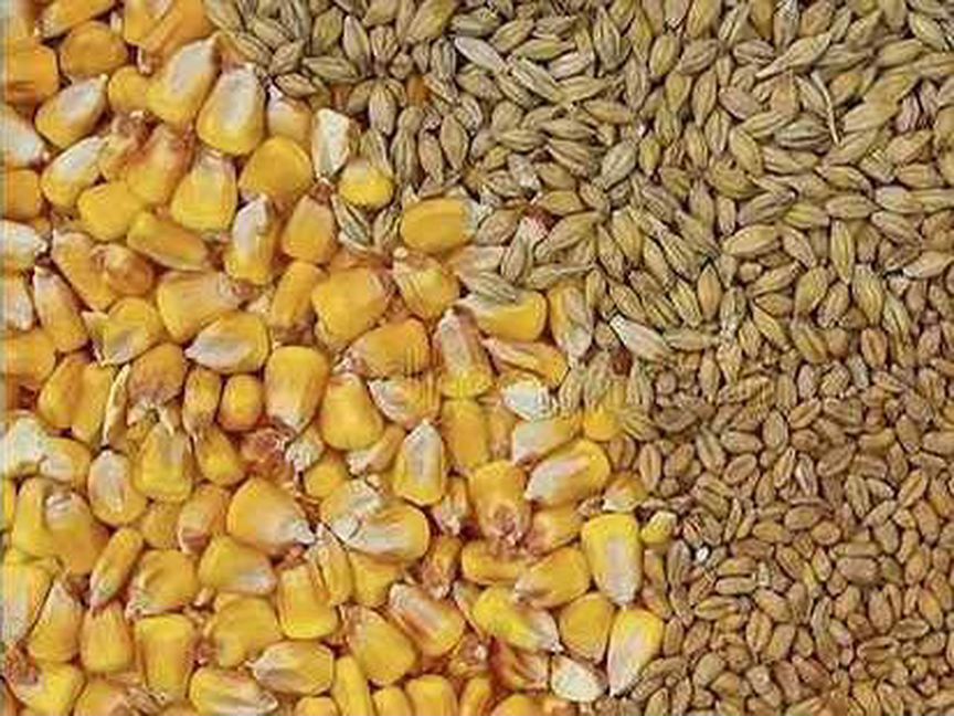Зерно пщеница/ячмень/кукуруза
