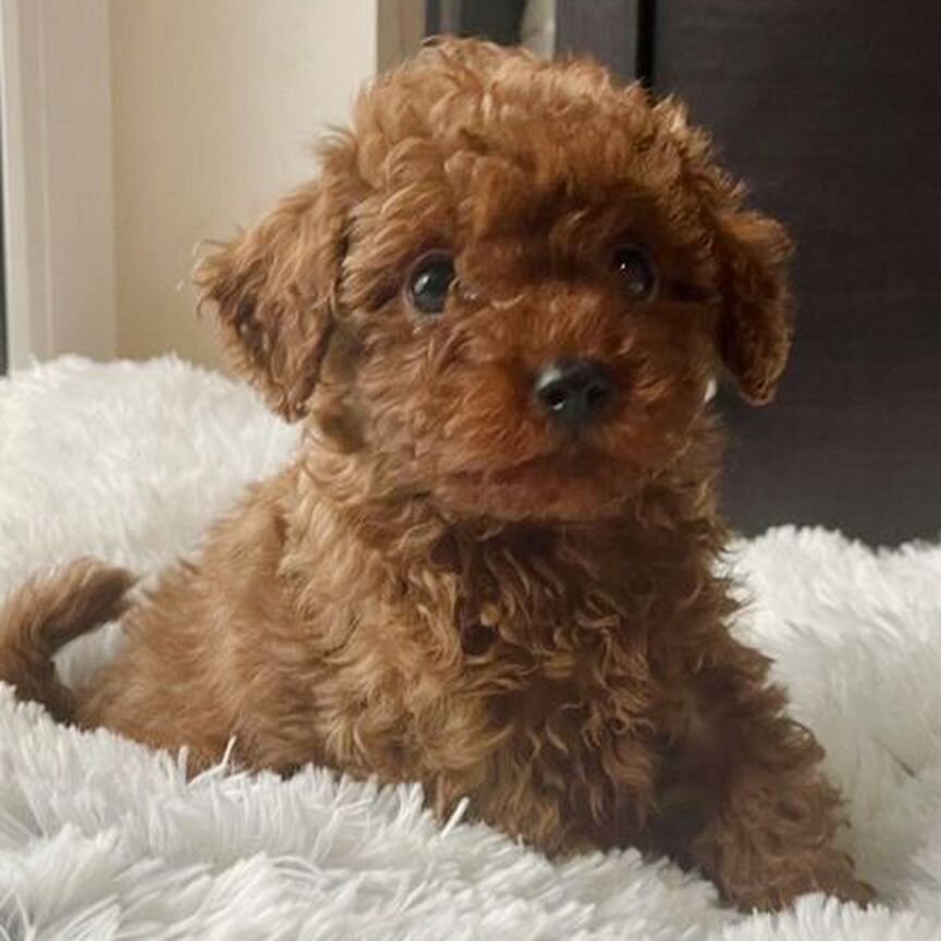 Той-пудель, щенок