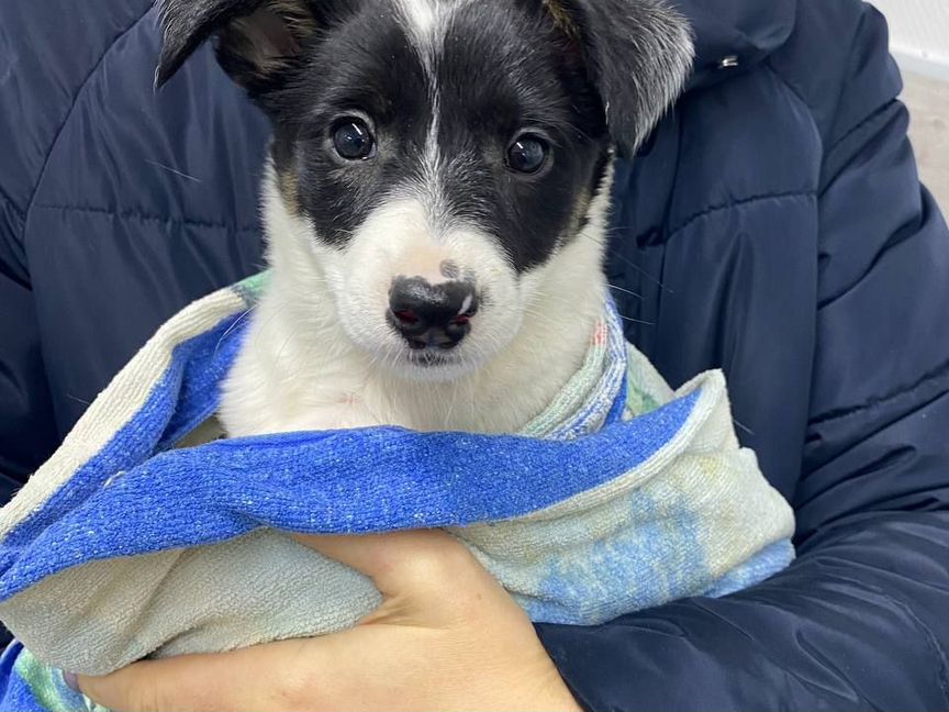 Щенок в добрые руки бесплатно