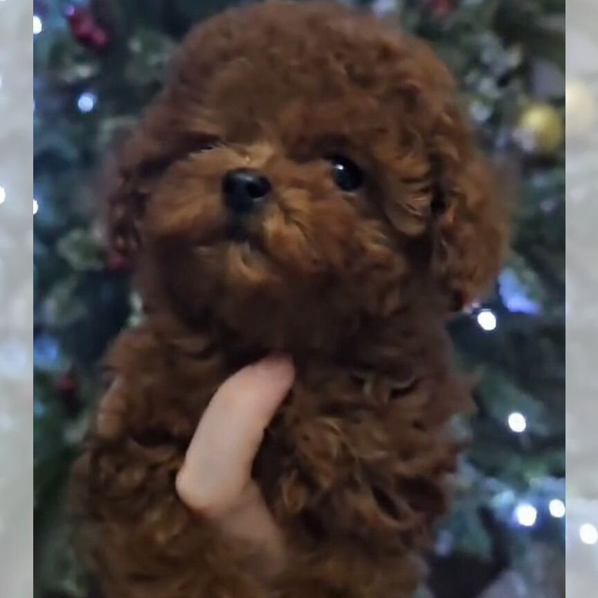 Тикап тедди пудель Китай