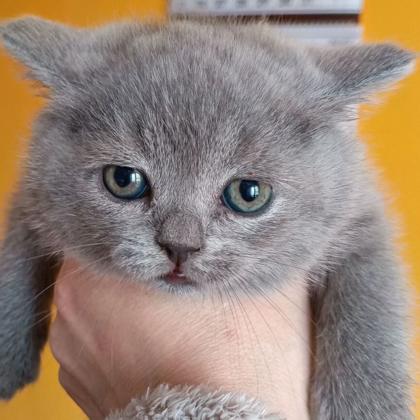Британские котята