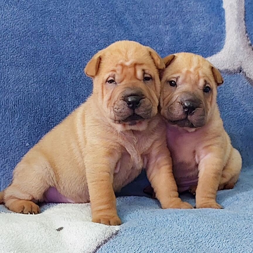 Шарпей, щенок