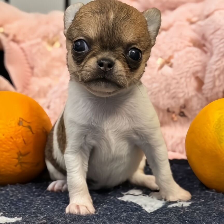 Чихуахуа, щенок