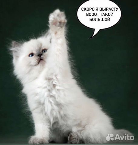 Котята Рэгдолл Миттед