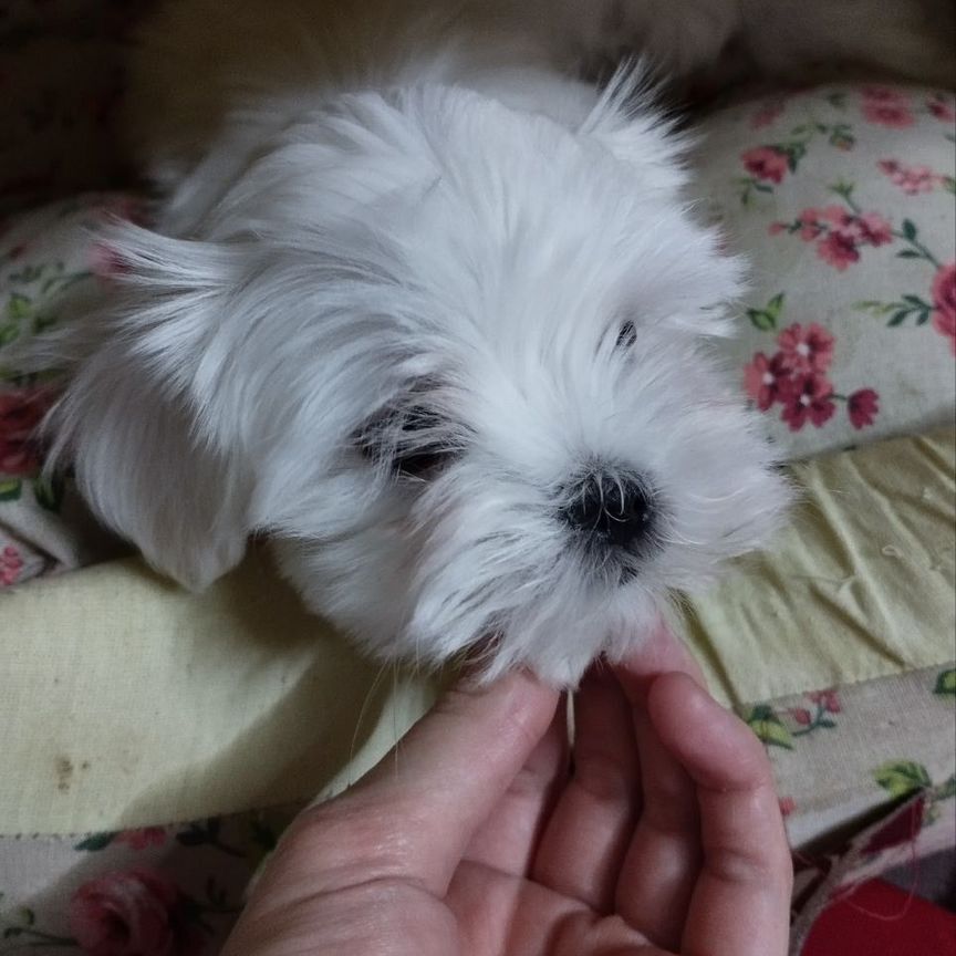 Щенки мальтезе. РКФ