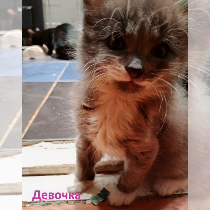 Котёнок в добрые руки