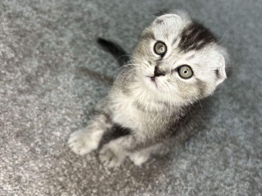 Британские вислоухие котята