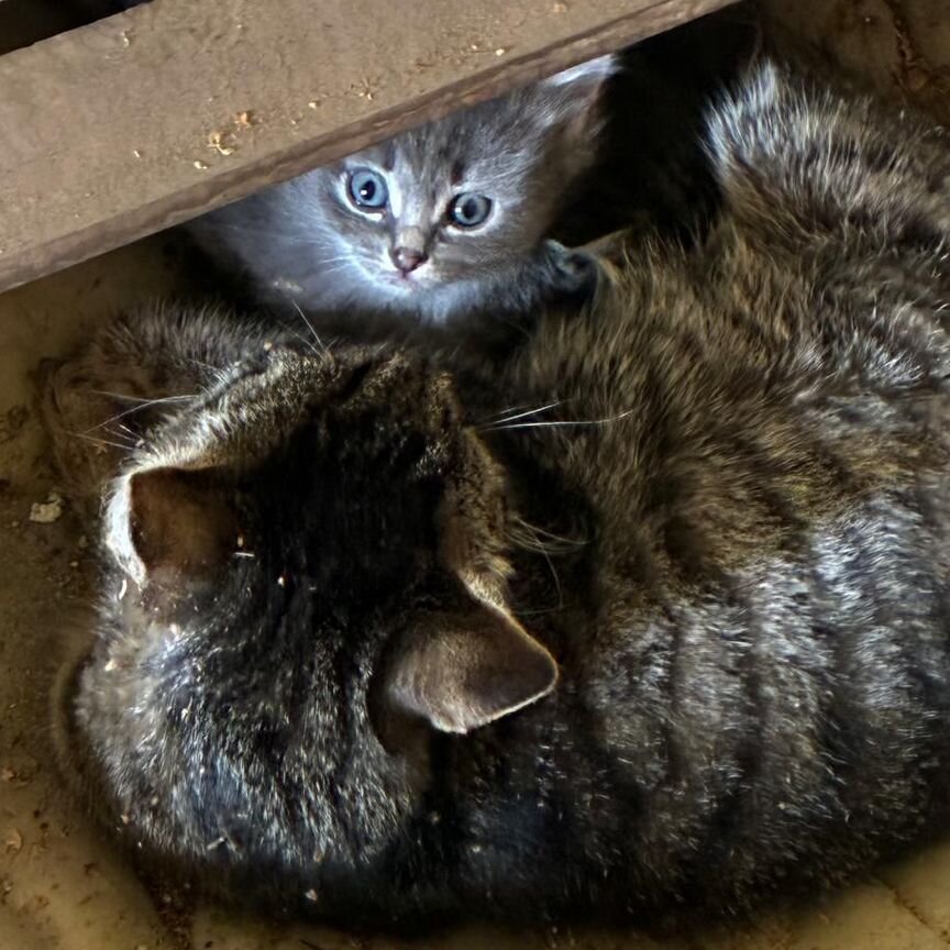 Отдам котенка