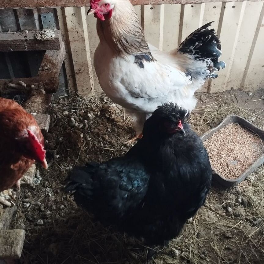 Молодые петухи