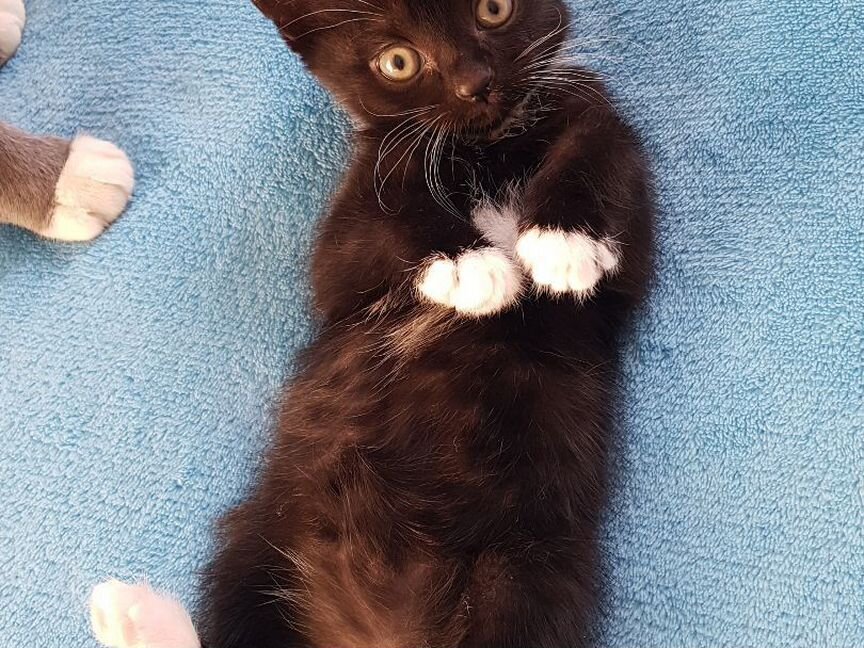 Британские котята