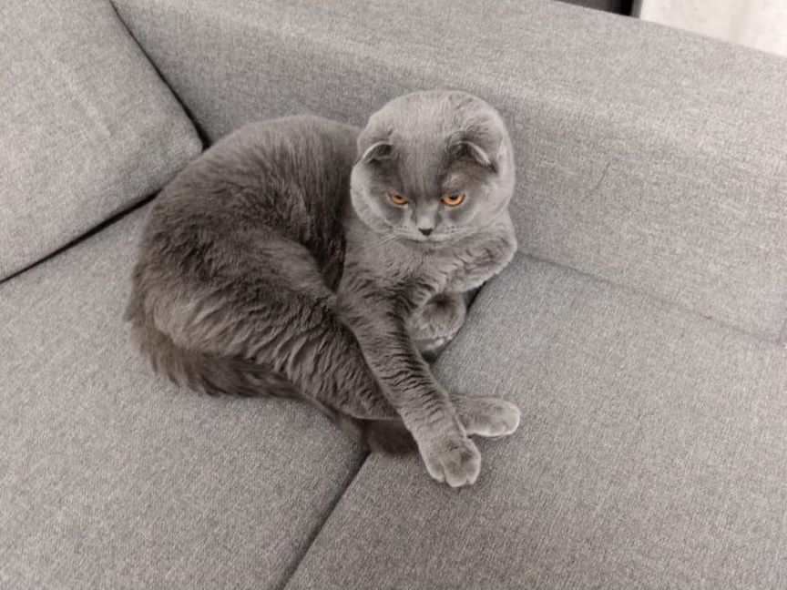 Шотландская вислоухая