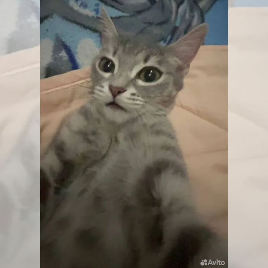 Кошечка Эльза в добрые руки